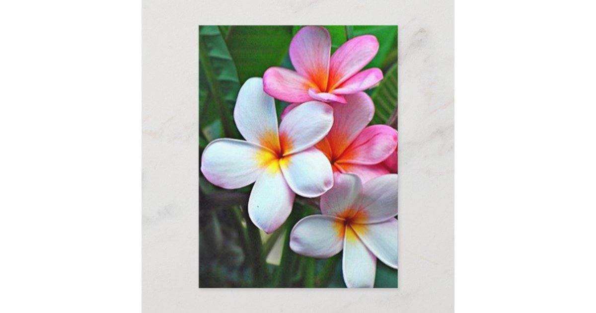 Hawaiian Hibiscus Flower postcard | Zazzle