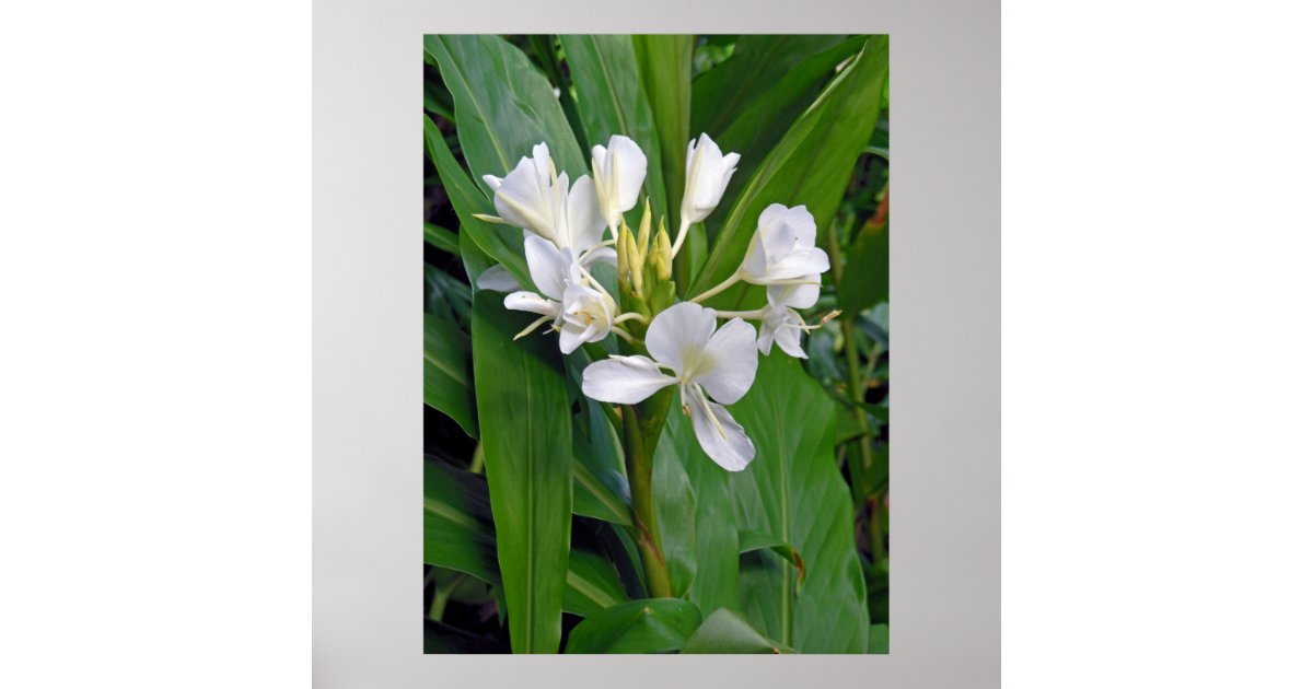 Hawaiian White Ginger Poster | Zazzle