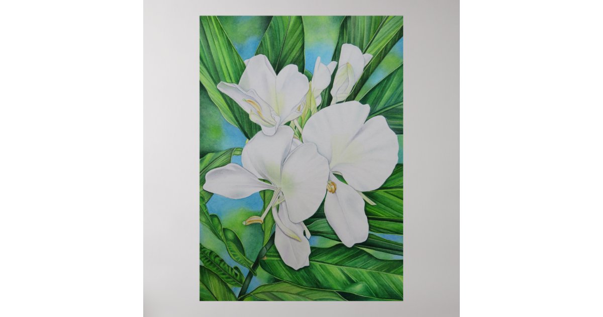 Hawaiian White Ginger Poster | Zazzle