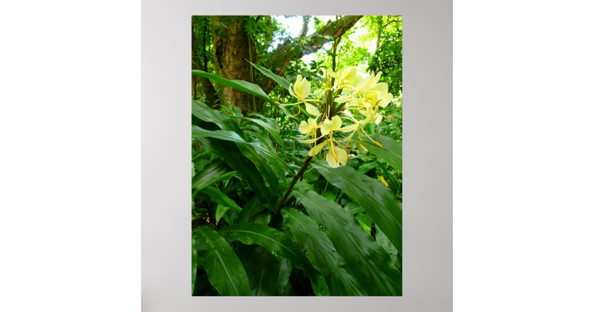 Hawaiian Yellow Ginger Poster | Zazzle