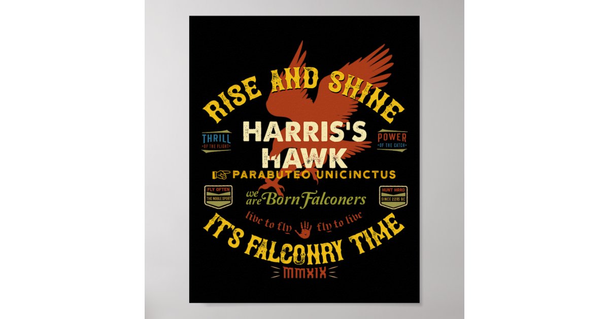 Hawk Falconry Design Harris Hawk Falconry Supplies Poster | Zazzle