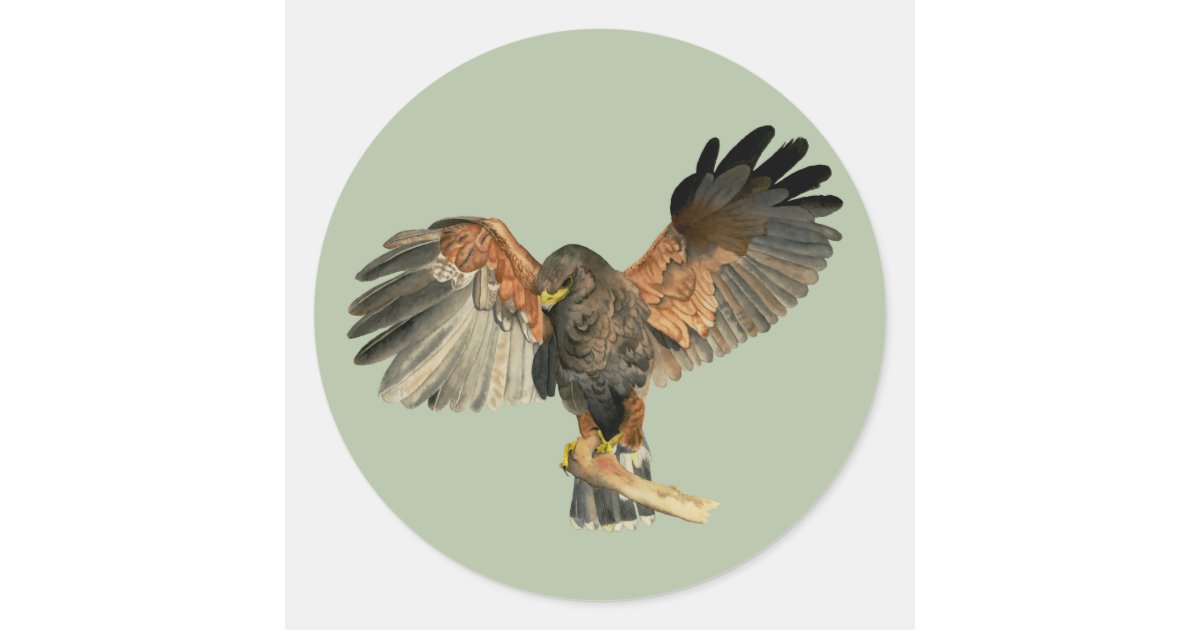 Hawk Flapping Wings Watercolor Painting Classic Round Sticker | Zazzle