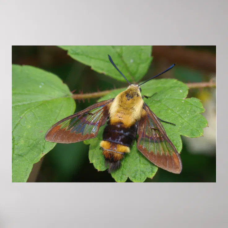 Hawk Moth Poster | Zazzle