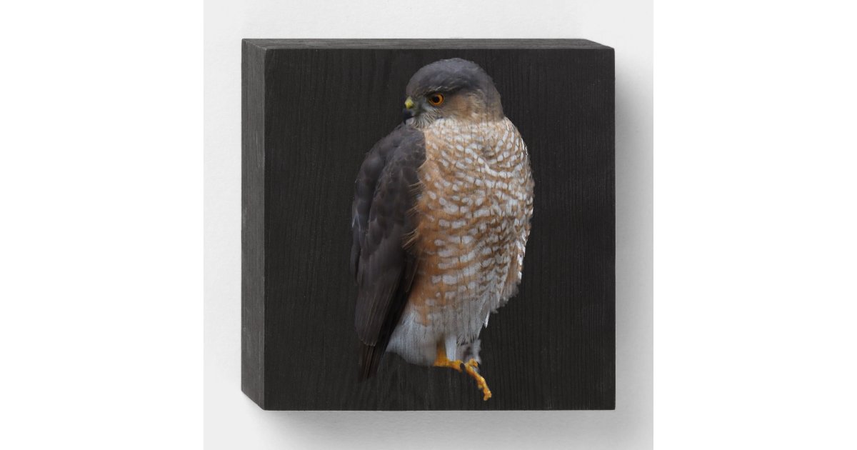 Hawk Wooden Box Sign | Zazzle