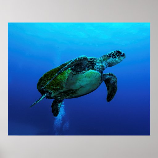 Hawksbill Sea Turtle Poster | Zazzle