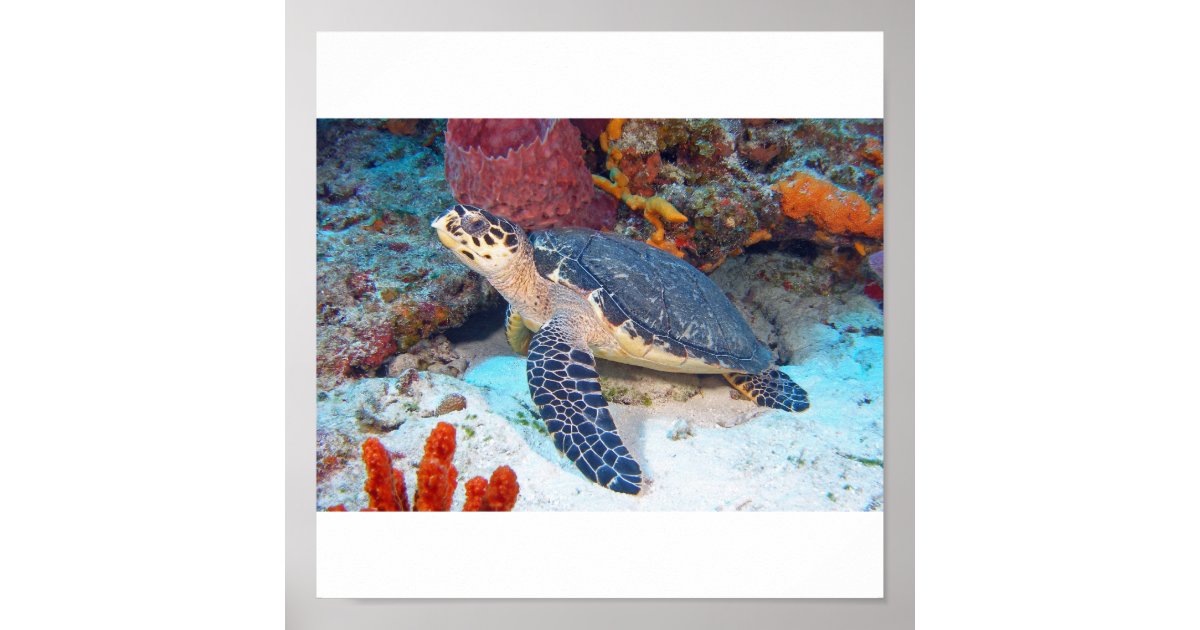 Hawksbill turtle poster | Zazzle