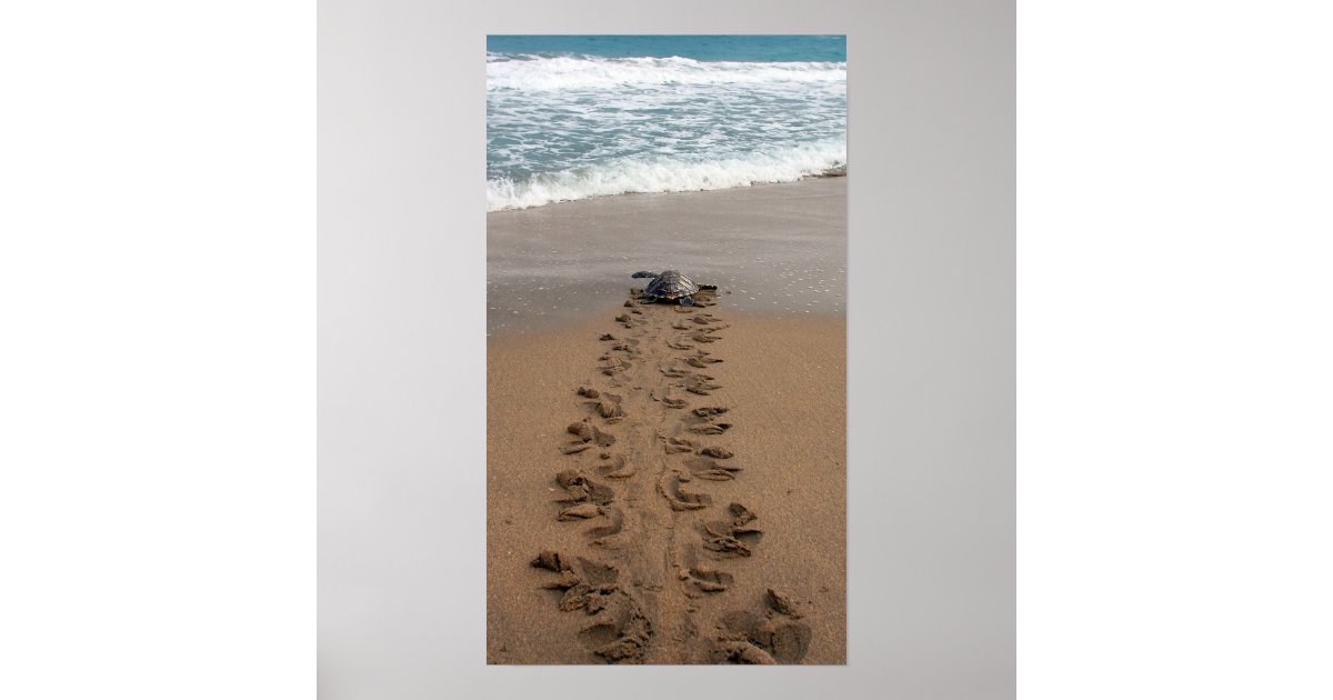 Hawksbill Turtle Trek print | Zazzle