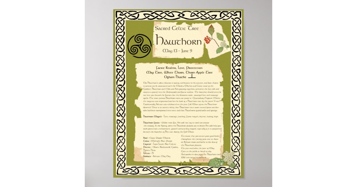 HAWTHORN CELTIC SACRED TREE POSTER | Zazzle
