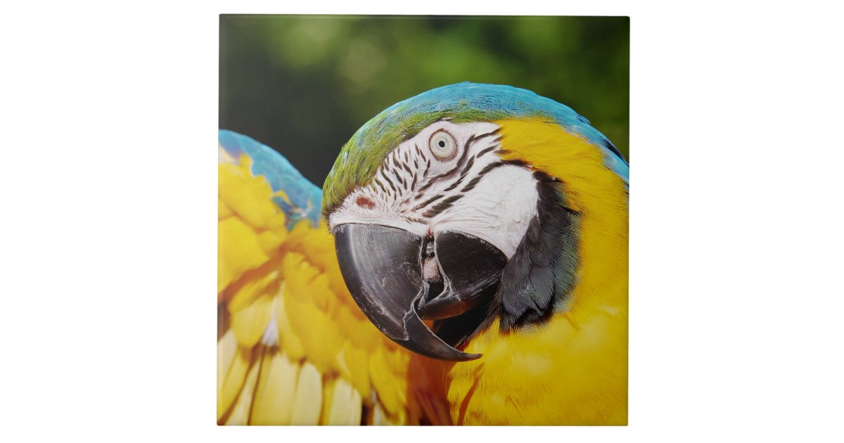 Head of a Blue and Yellow Macaw Ceramic Tile | Zazzle