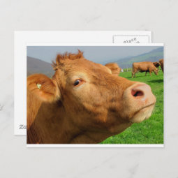 HEAD OF COW POSTCARD | Zazzle