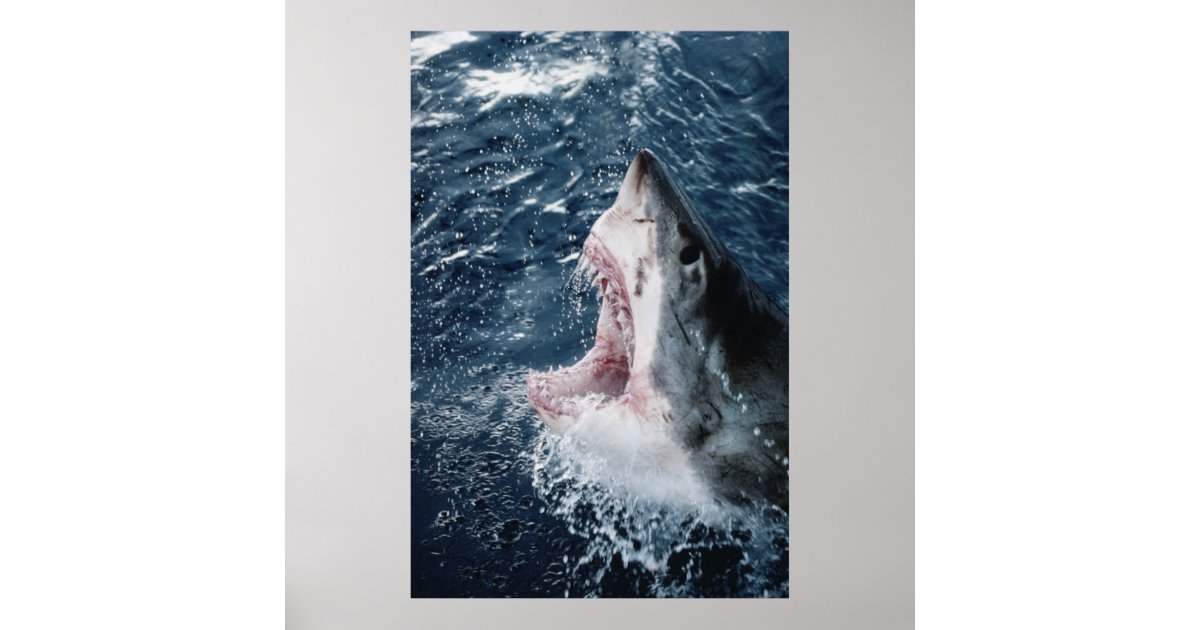 Head of Great White Shark Poster | Zazzle