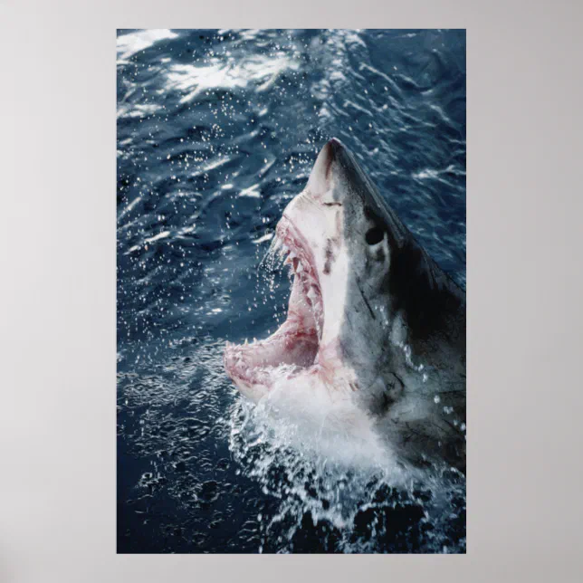 Head of Great White Shark Poster | Zazzle