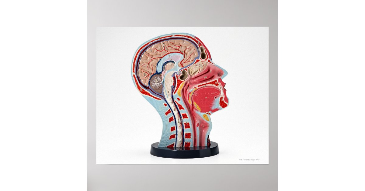 Head Section Model Poster | Zazzle