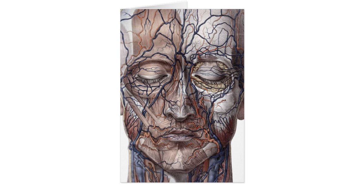 Head Veins and Muscles | Zazzle