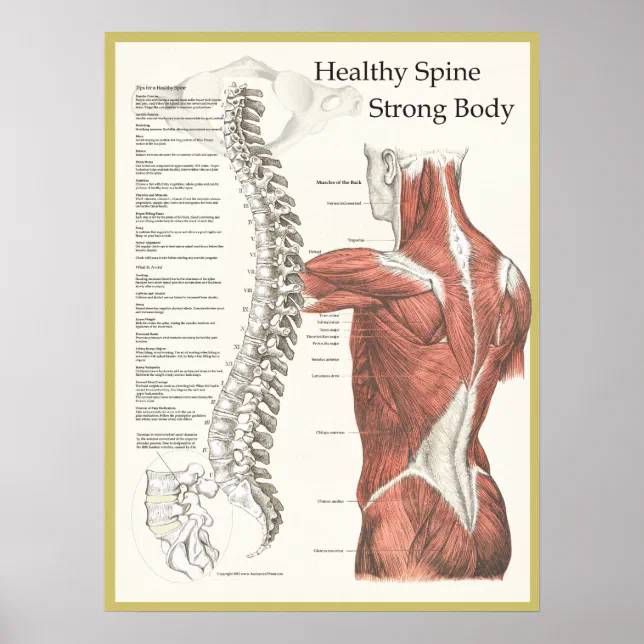 Healthy Spine, Strong Body Chiropractic Poster | Zazzle