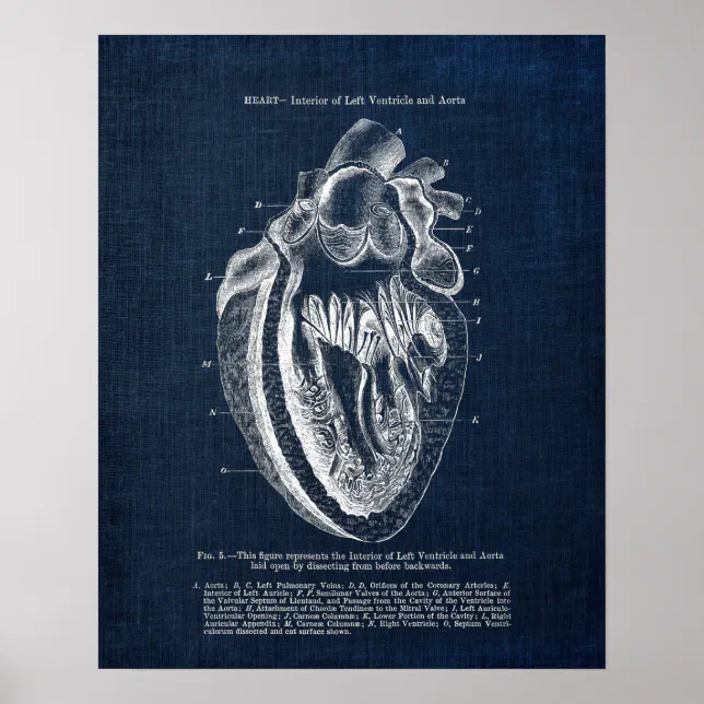 Heart Anatomy Art no.3 Interior View Poster | Zazzle
