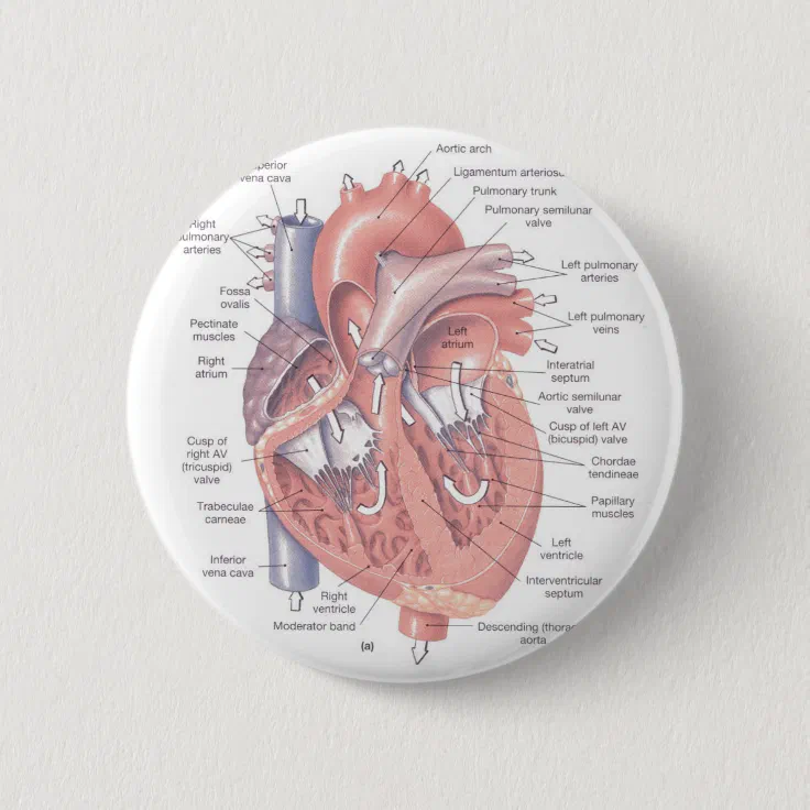 Heart Anatomy Pinback Button | Zazzle