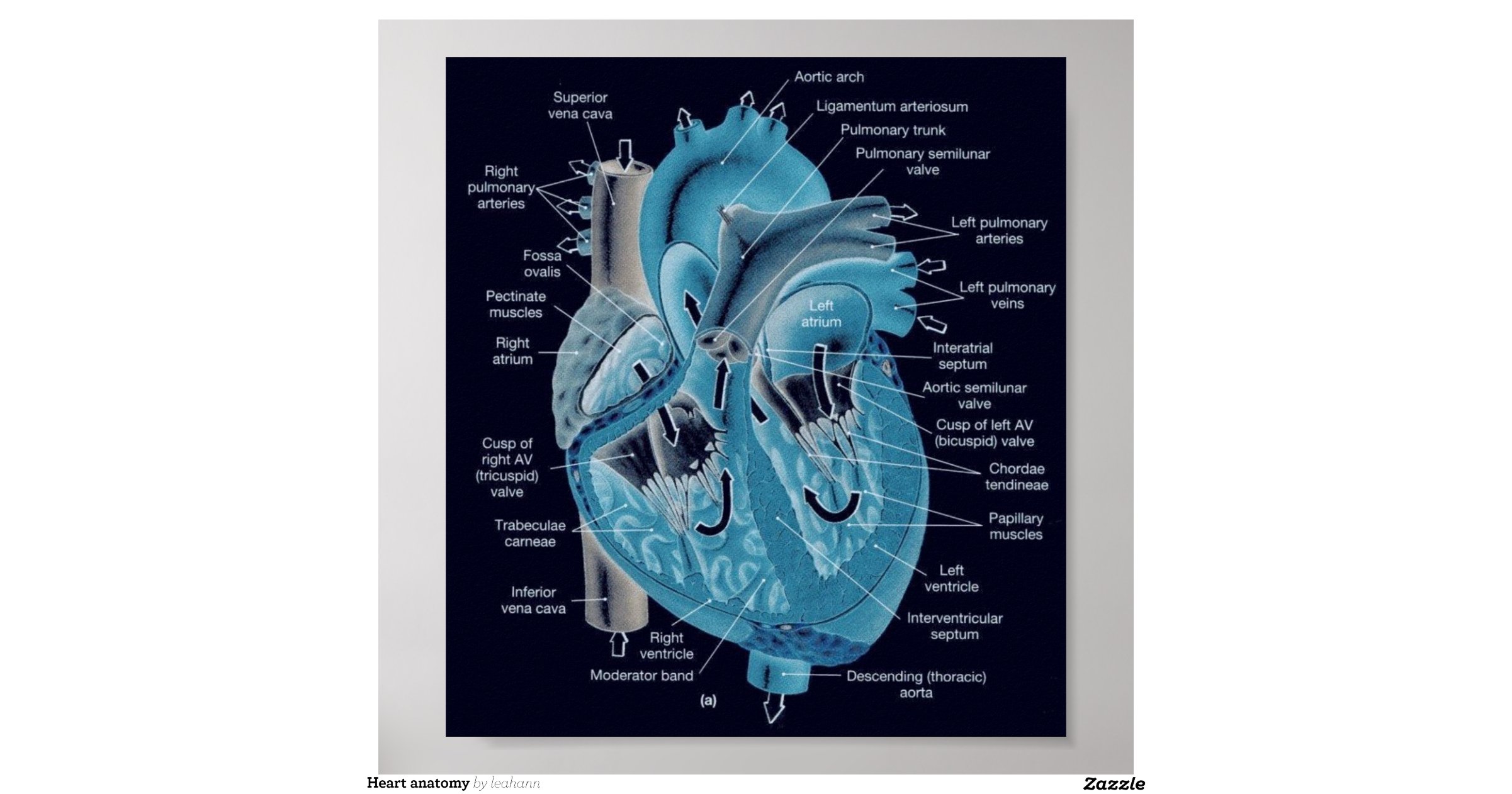 heart_anatomy_poster-rf4a41844fc004784bd4630c8f11c830d_153_8byvr_1200 ...