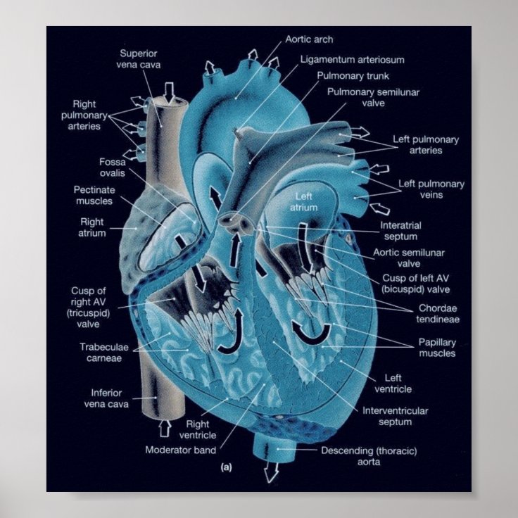 Heart anatomy poster | Zazzle