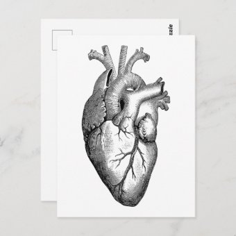 Heart Anatomy Science Postcard | Zazzle