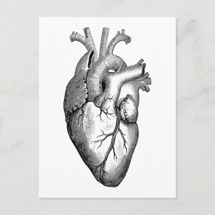 Heart Anatomy Science Postcard | Zazzle