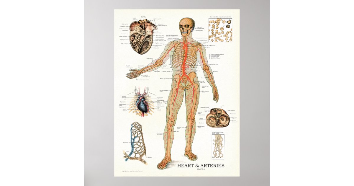 Heart and Arteries Human Anatomy Poster 18 X 24 | Zazzle