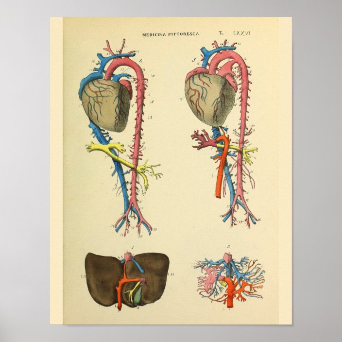 Heart Aorta Vintage Anatomy Art Print | Zazzle.com