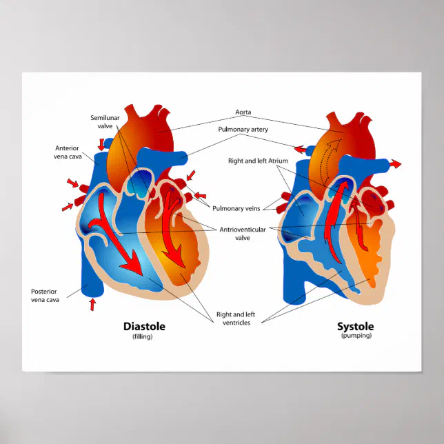 Heart Blood Flow Medical Chart | Zazzle