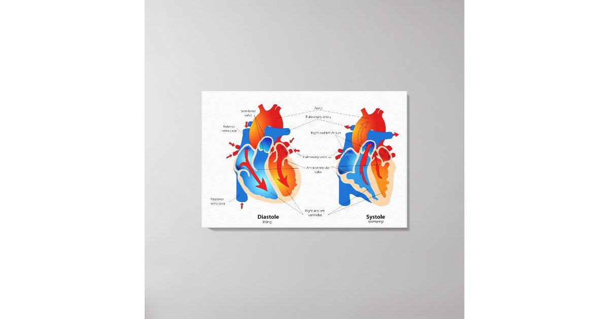 Heart Blood Flow Medical Chart Canvas Print | Zazzle