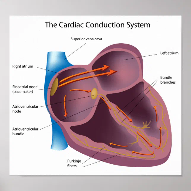 Heart conduction system Poster | Zazzle