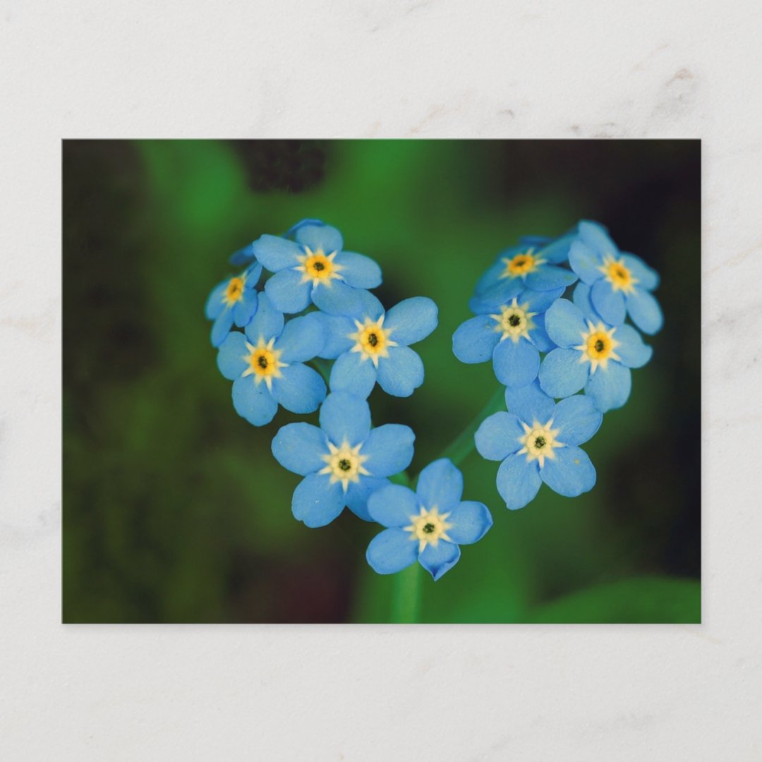 Heart Shaped Forget-me-not Flowers Postcard | Zazzle