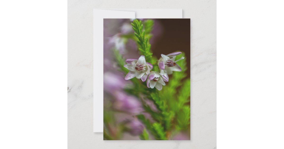 Heather Spring flower evergreen bloom purple Invitation | Zazzle