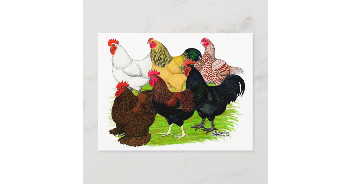 Heavy Rooster Assortment Postcard | Zazzle