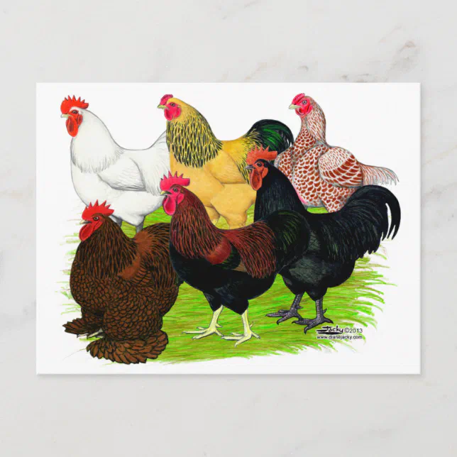 Heavy Rooster Assortment Postcard | Zazzle