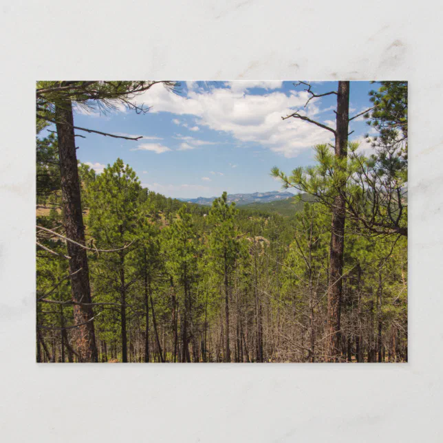 Heddy Draw Overlook, Custer State Park, SD Postcard | Zazzle