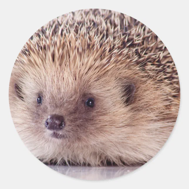 Hedgehog, Classic Round Sticker | Zazzle