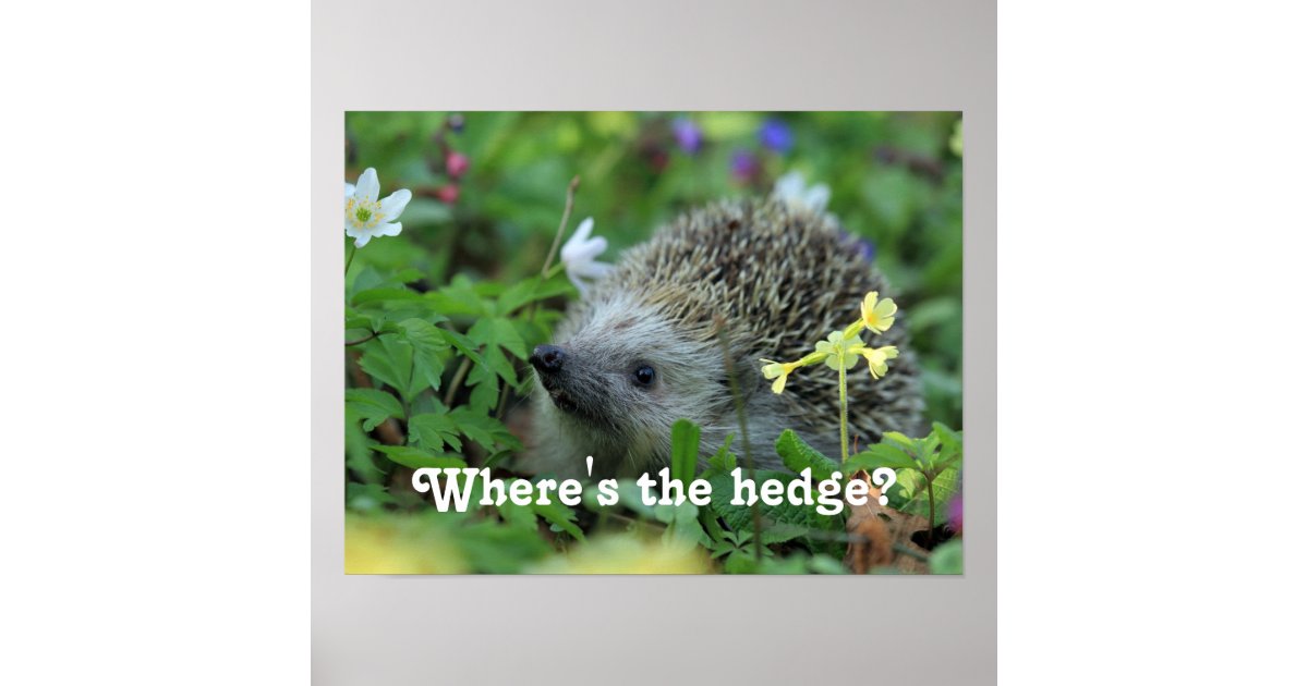 Hedgehog Humor Poster | Zazzle