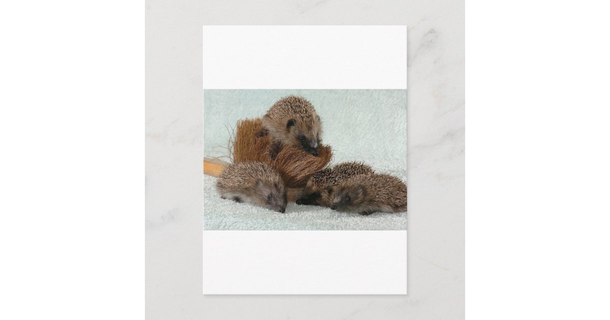 Hedgehog Postcard | Zazzle