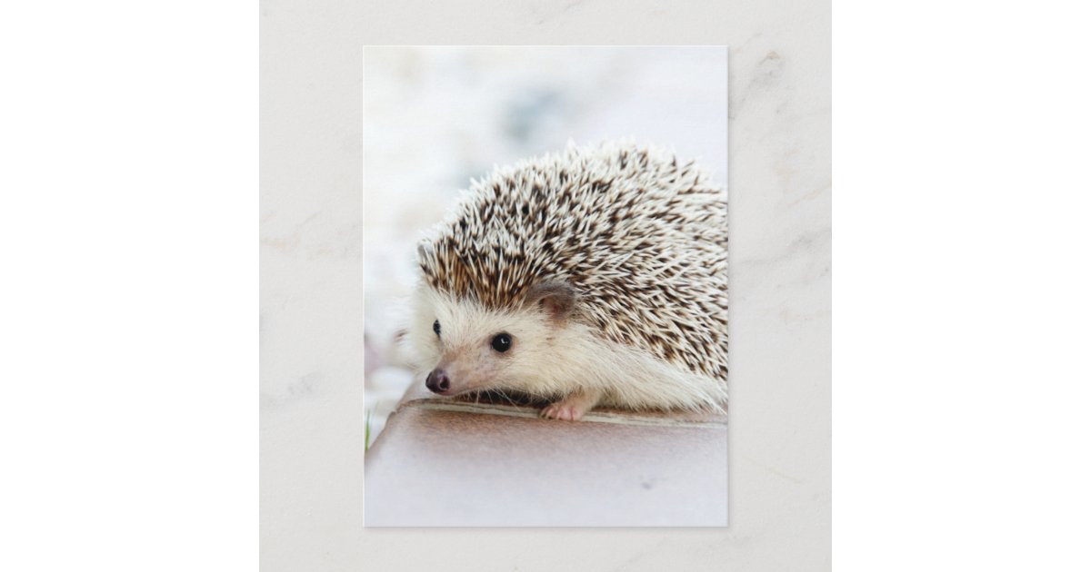 Hedgehog Postcard | Zazzle
