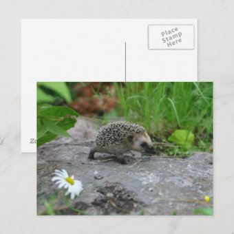 Hedgehog postcard | Zazzle