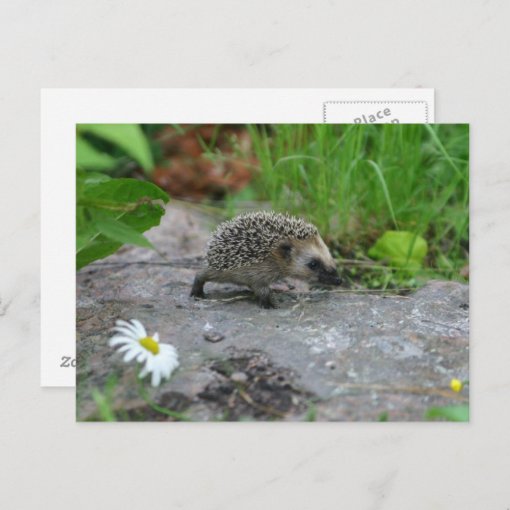 Hedgehog postcard | Zazzle