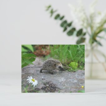 Hedgehog postcard | Zazzle