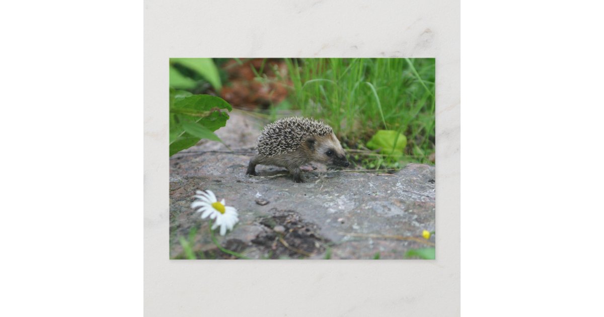 Hedgehog postcard | Zazzle