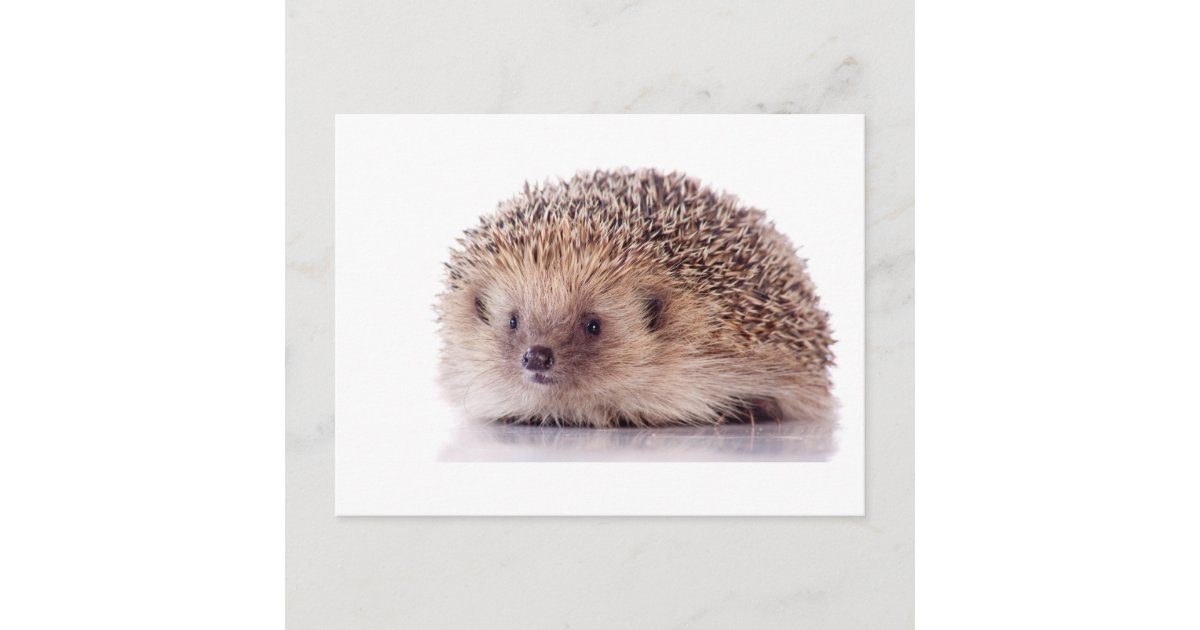 Hedgehog, Postcard | Zazzle