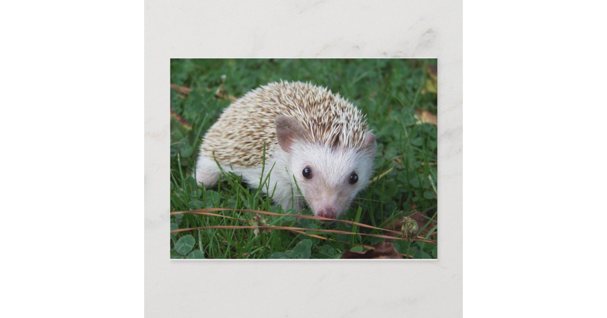 Hedgehog Postcard | Zazzle
