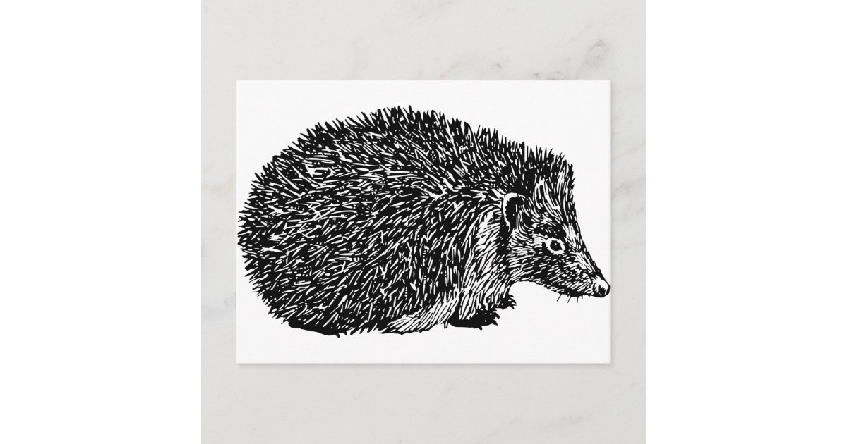 Hedgehog Postcard | Zazzle