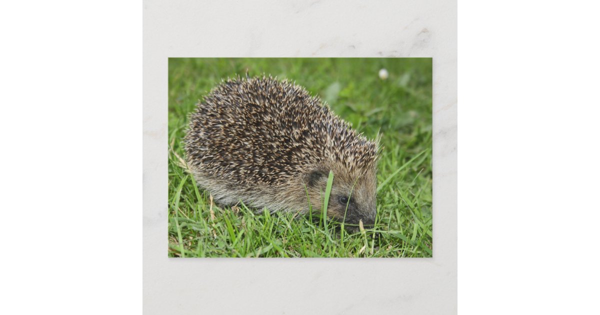 Hedgehog postcard | Zazzle