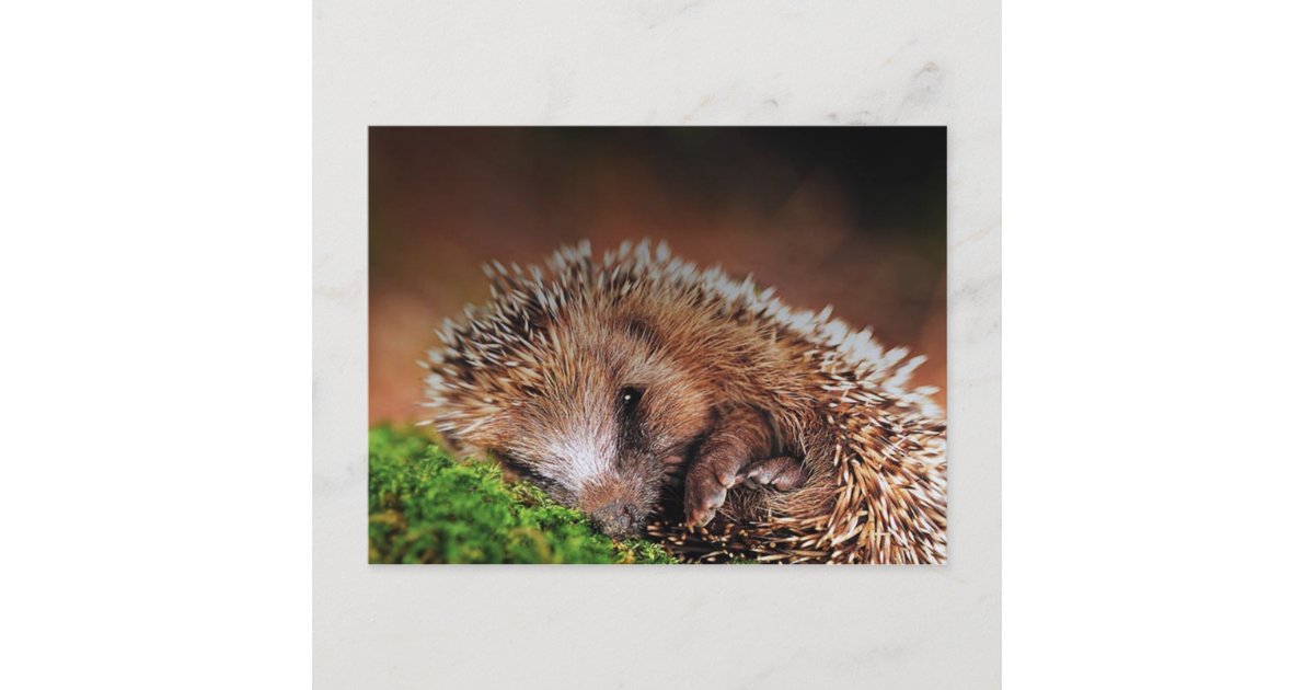 HEDGEHOG POSTCARD | Zazzle