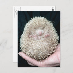 Hedgehog Postcard | Zazzle