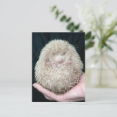 Hedgehog Postcard | Zazzle